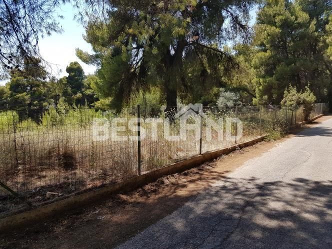 Πώληση, Αγροτεμάχιο, 2200τ.μ. Άνοιξη, Άγιοι Άγγελοι | 5568155 | Spitogatos