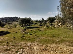 Πώληση, Αγροτεμάχιο, 11700τ.μ. Σιθωνία, Νικήτη | 10997977 | Spitogatos