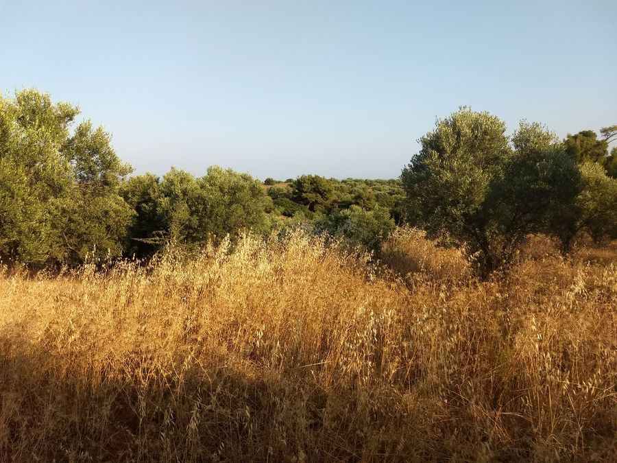 ΠΩΛΕΙΤΑΙ ΑΓΡΟΤΕΜΑΧΙΟ ΣΤΗΝ ΝΙΚΗΤΗ ΑΡΤΙΟ ΟΙΚΟΔΟΜΗΣΙΜΟ