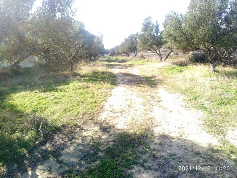 Πωλείται αγροτεμάχιο 11000 τμ