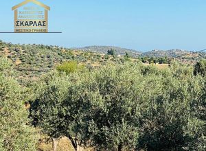 Πώληση, Αγροτεμάχιο, 4100τ.μ. Αμάρυνθος, Καλλιθέα | 9966228 | Spitogatos