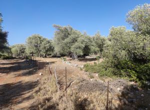Πώληση, Αγροτεμάχιο, 12400τ.μ. Λευκάδα, Ελλόμενο | 12908251 | Spitogatos