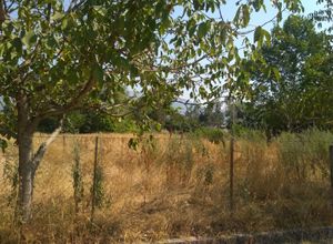 Πώληση, Αγροτεμάχιο, 4400τ.μ. Παμβωτίδα, Κατσικάς | 12924632 | Spitogatos