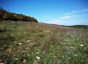 Πώληση, Αγροτεμάχιο, 6500τ.μ. Αργαλαστή, Κουτσιλοχώρι | 13028322 ...
