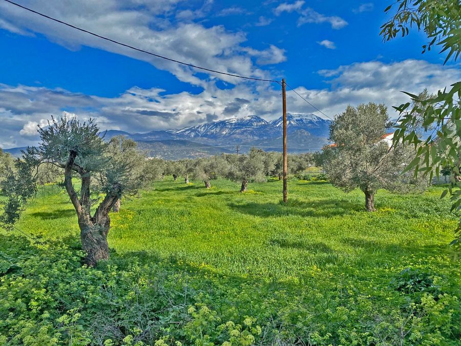 Πώληση, Οικόπεδο, 14000τ.μ. Τυμπάκι, Κέντρο | 13203028 | Spitogatos