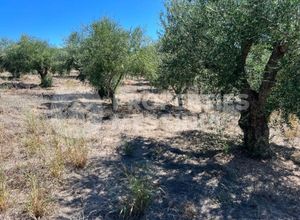Πώληση, Αγροτεμάχιο, 2655τ.μ. Αίπεια, Νερατζιά | 13001504 | Spitogatos