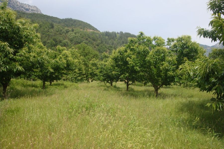 Πώληση, Αγροτεμάχιο, 9050τ.μ. Πύλη, Λογγιές | 13284593 | Spitogatos