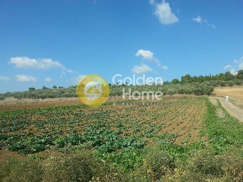 Πώληση, Οικόπεδο, 5000τ.μ. Μεσσαπία, Τριάδα | 9643520 | Spitogatos