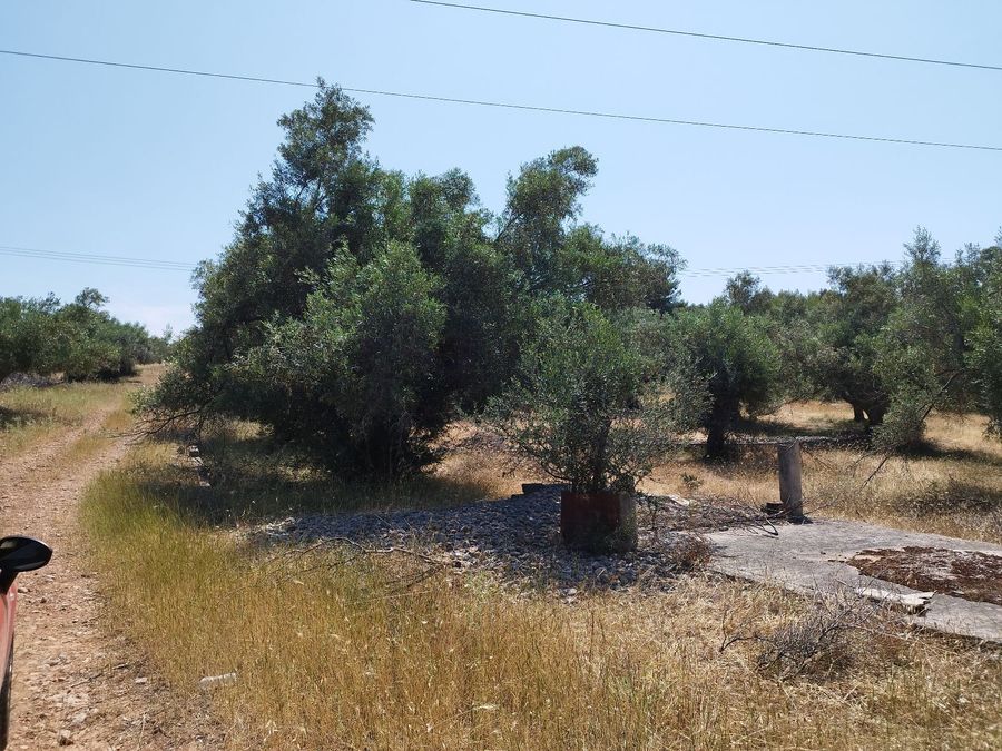 Πώληση, Αγροτεμάχιο, 2000τ.μ. Αυλίδα, Βαθύ | 14163660 | Spitogatos