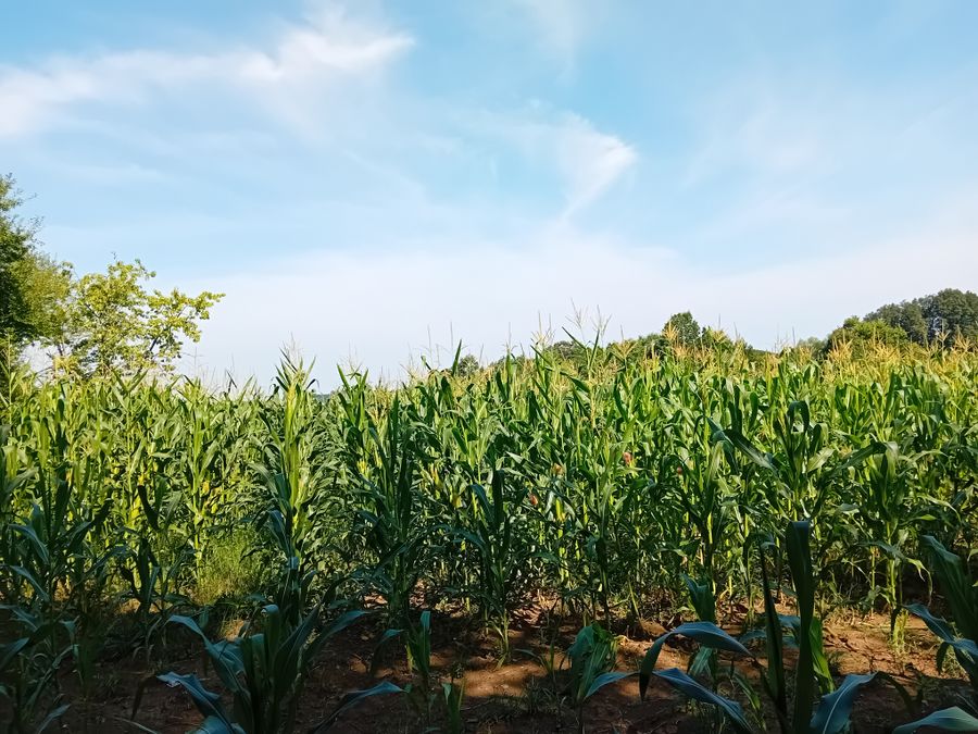 Parcela na prodaju Cerani (Derventa)