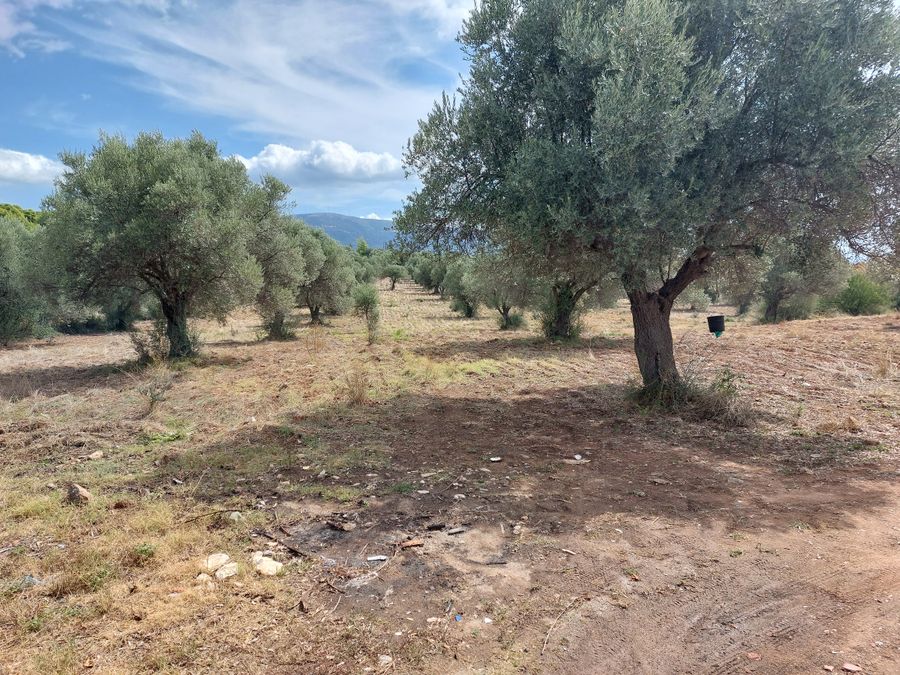 Πώληση, Αγροτεμάχιο, 14000τ.μ. Αμάρυνθος, Άνω Βάθεια | 14557130 ...
