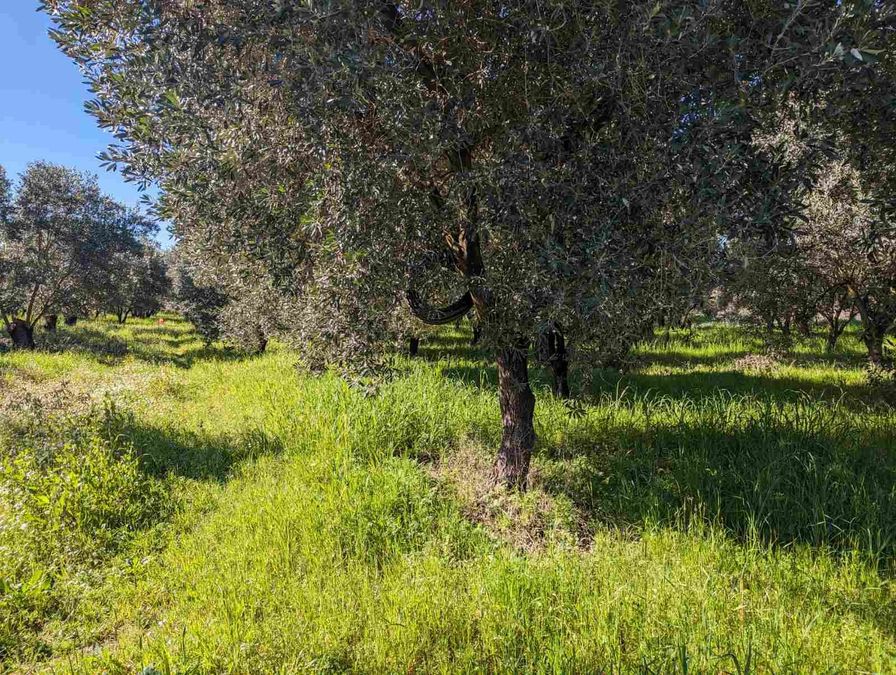 Πώληση, Αγροτεμάχιο, 7416τ.μ. Μώλος, Κέντρο | 15475348 | Spitogatos