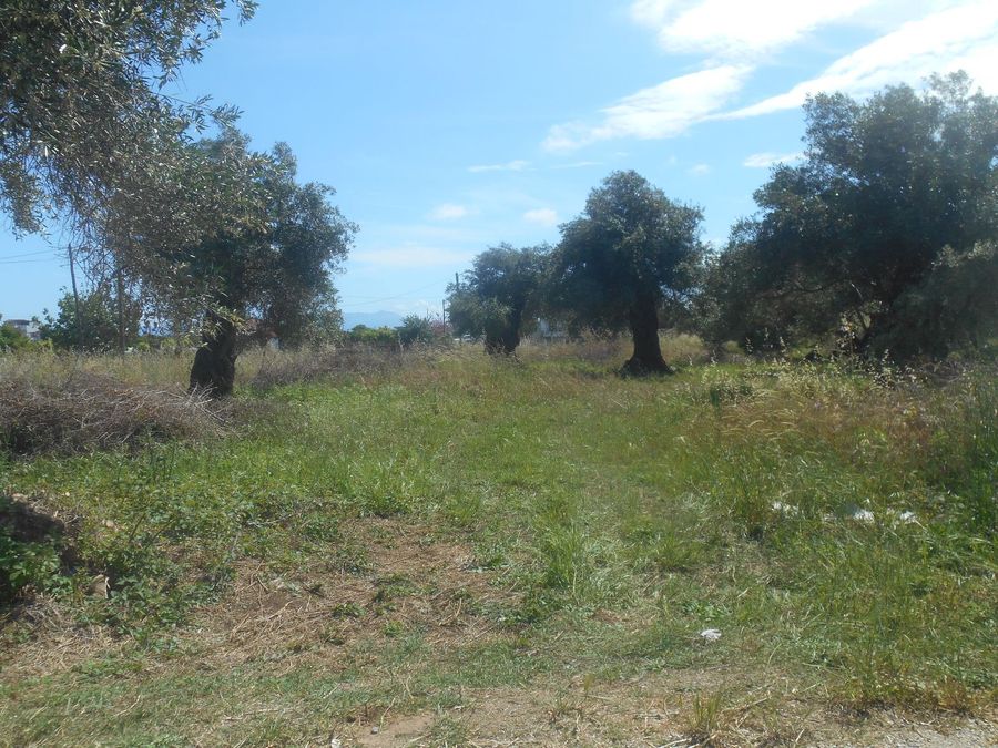 Πώληση, Αγροτεμάχιο, 7400τ.μ. Πρέβεζα, Κέντρο | 15752971 | Spitogatos
