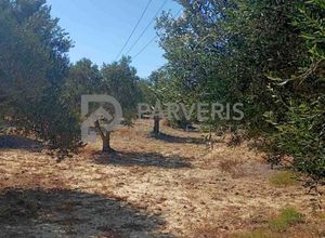 Πώληση, Αγροτεμάχιο, 5640τ.μ. Κως, Ηρακλείδες | 15989694 | Spitogatos