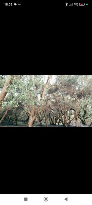 Sale, Parcel, 4500m² Parga, Anthousa | 16078364 | Spitogatos