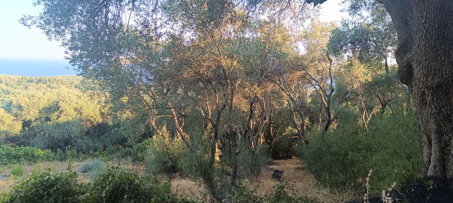 Sale, Parcel, 4500m² Parga, Anthousa | 16078364 | Spitogatos