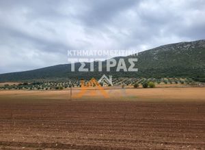 Πώληση, Αγροτεμάχιο, 72000τ.μ. Θήβα, Ελαιώνας | 16495157 | Spitogatos