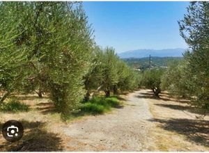 Πώληση, Αγροτεμάχιο, 50000τ.μ. Ξυλόκαστρο, Πελλήνη | 15695013 | Spitogatos