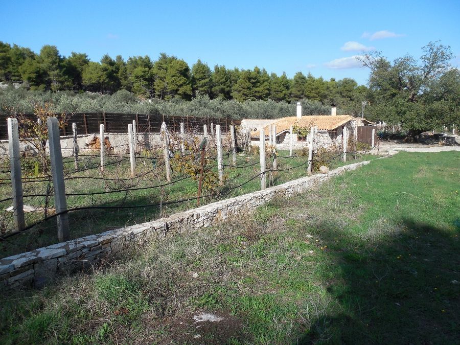 Πώληση, Αγροτεμάχιο, 8000τ.μ. Επίδαυρος, Νέα Επίδαυρος | 2104726 ...