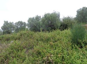 Sale, Plot, 4500m² Sipiada, Platania | 4406901 | Spitogatos